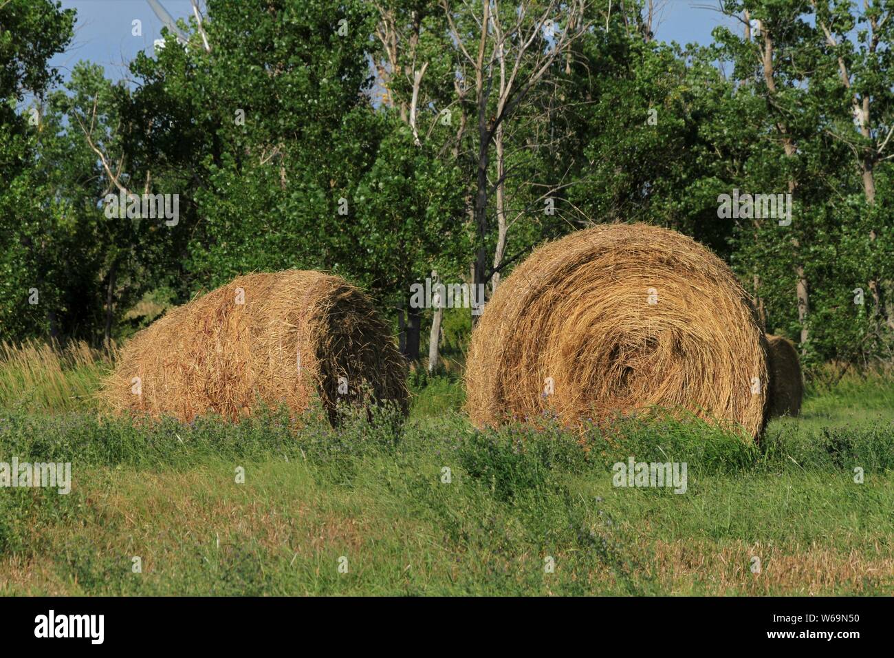 Agriculture round bales alfalfa hay hi-res stock photography and images ...