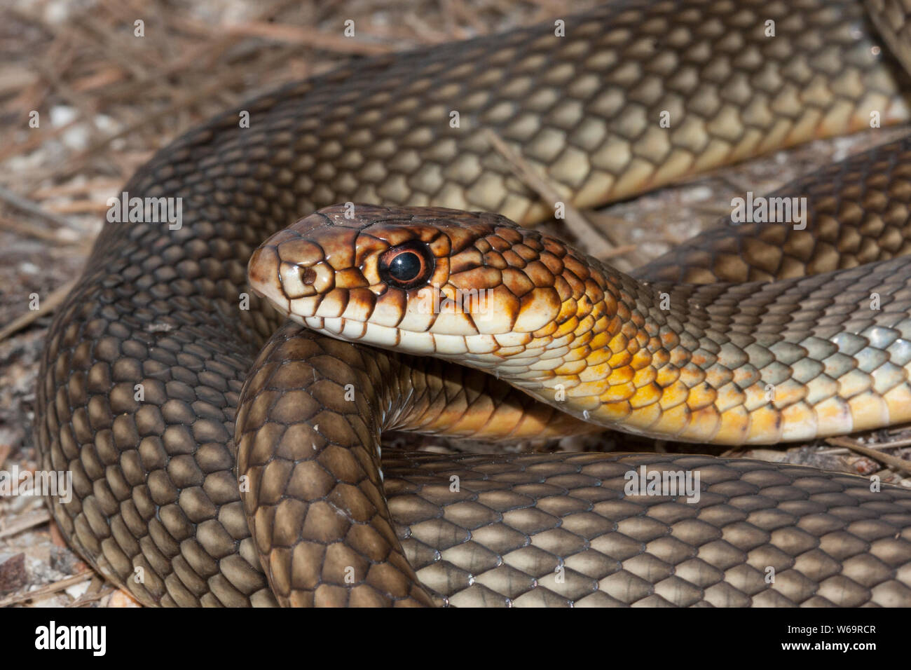 Large whip snake - Dolichophis caspius Stock Photo - Alamy