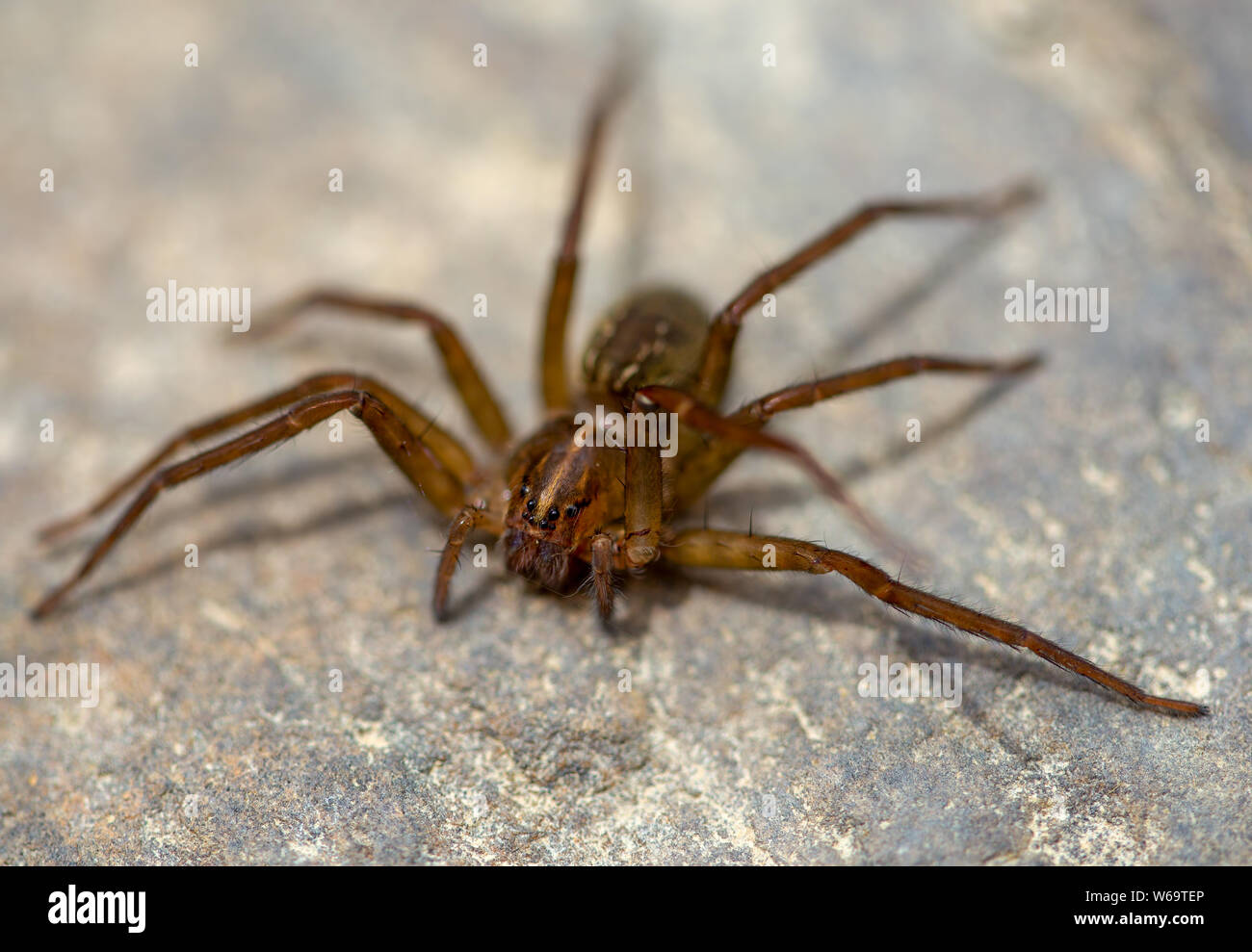Macrophotography of a brown fishing spider on a rock.Captured at the ...