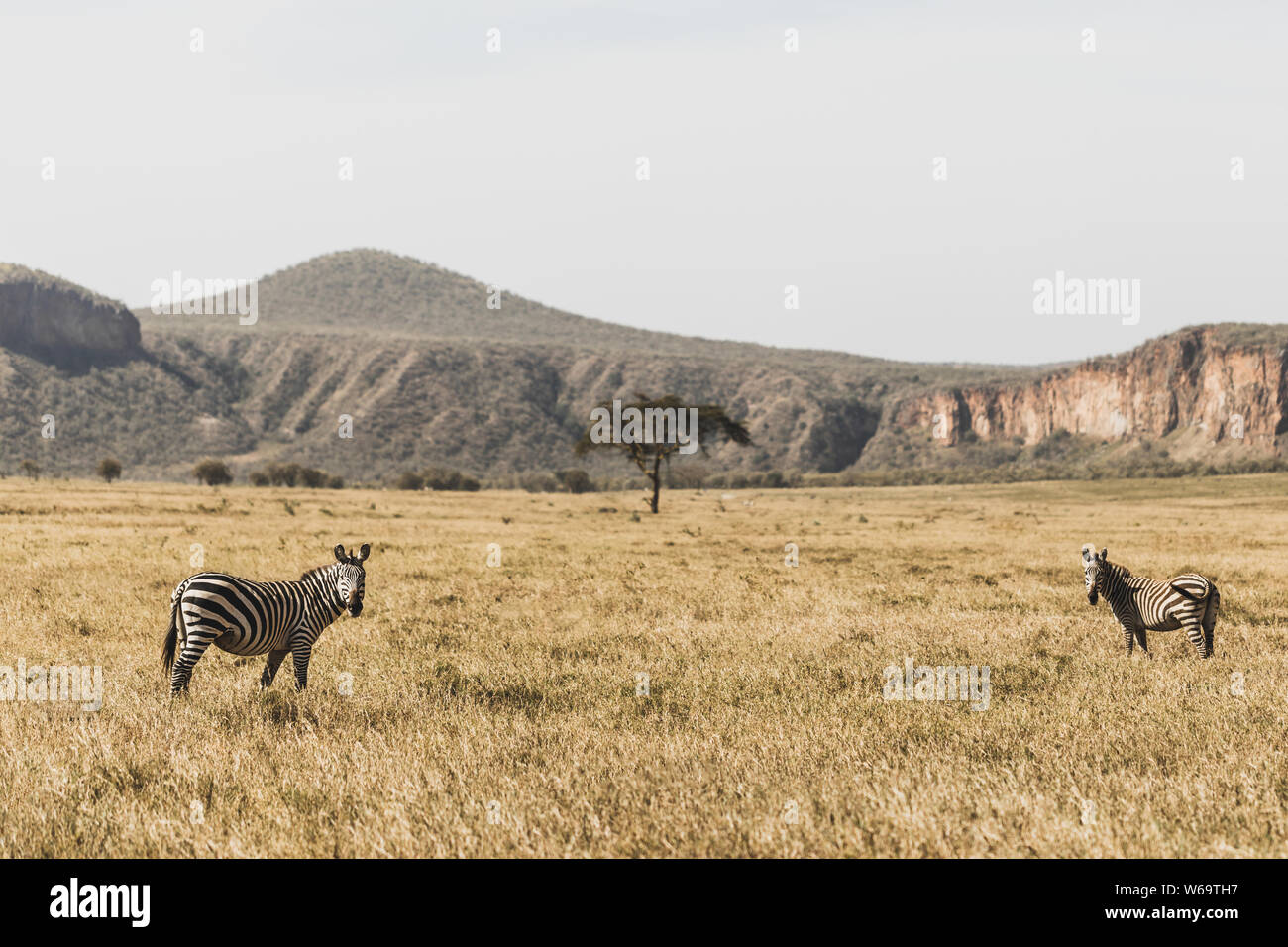 Savanna wildlife harmony hi-res stock photography and images - Alamy