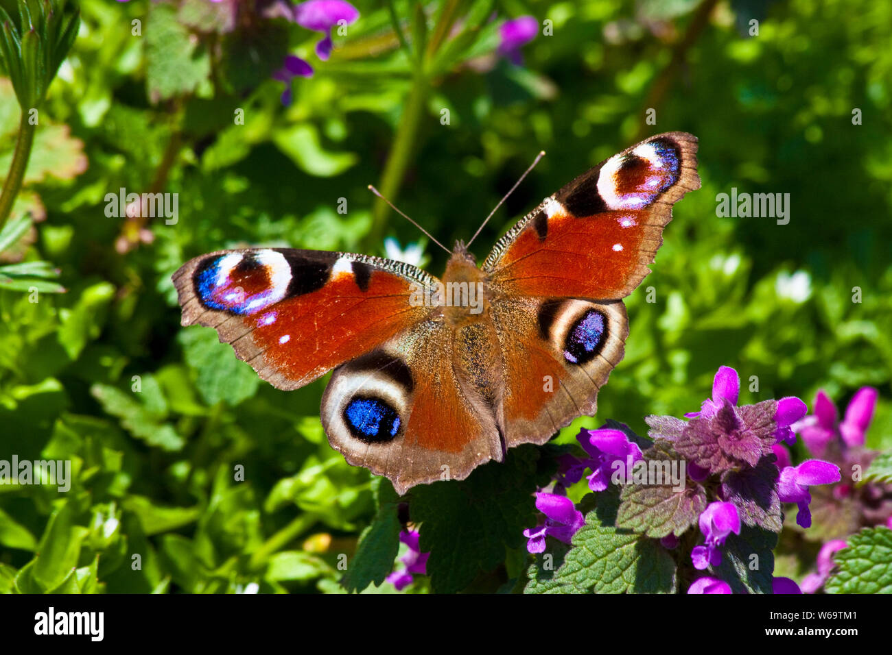 Night butterfly hi-res stock photography and images - Alamy