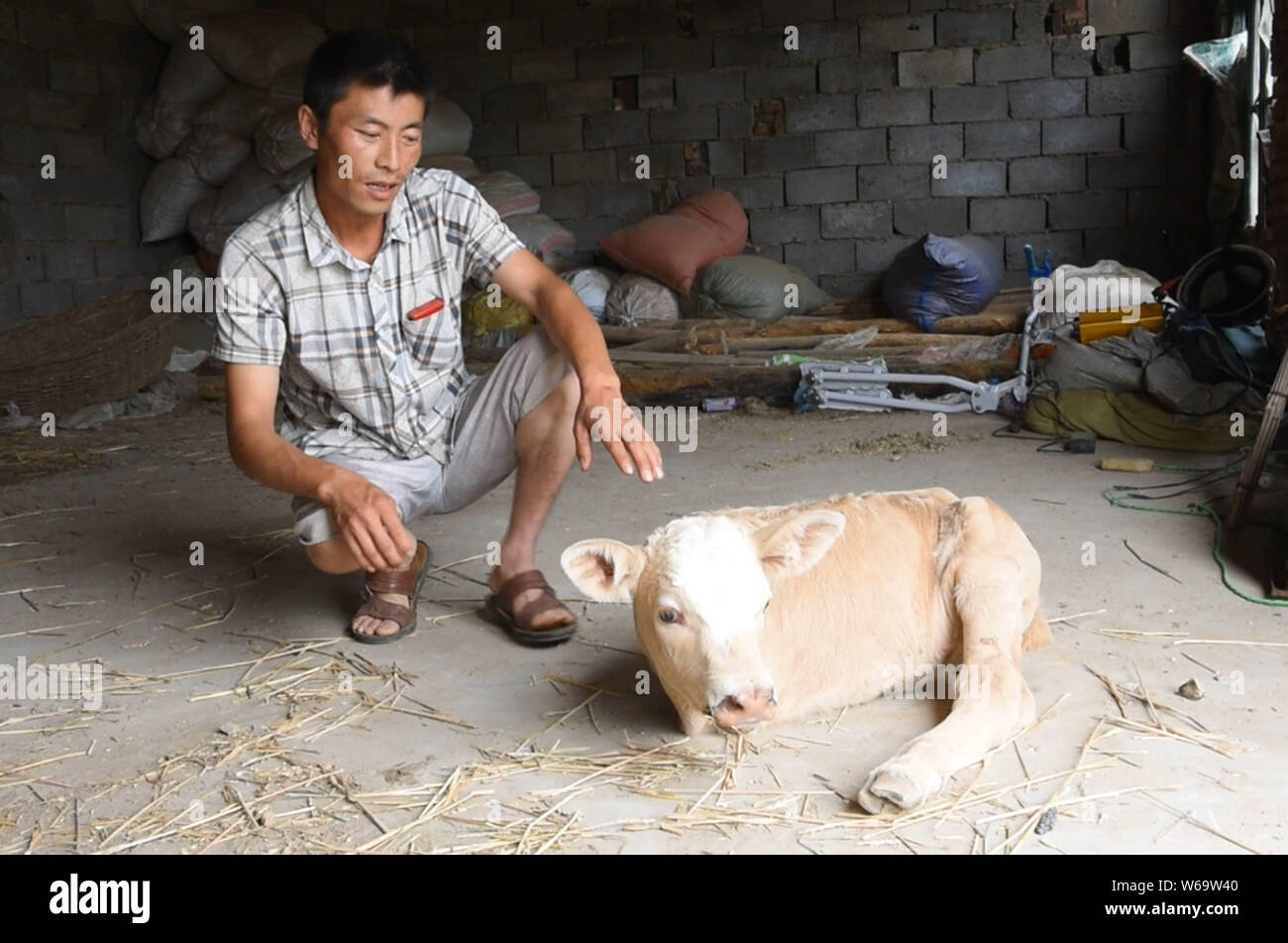 A two-legged calf is pictured at a village in Ju county, Rizhao city ...