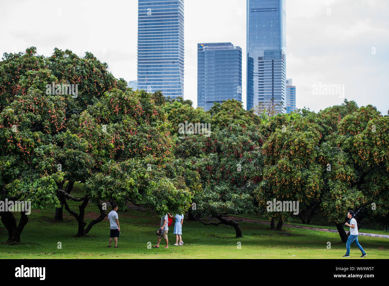 Litchi trees hi-res stock photography and images - Alamy