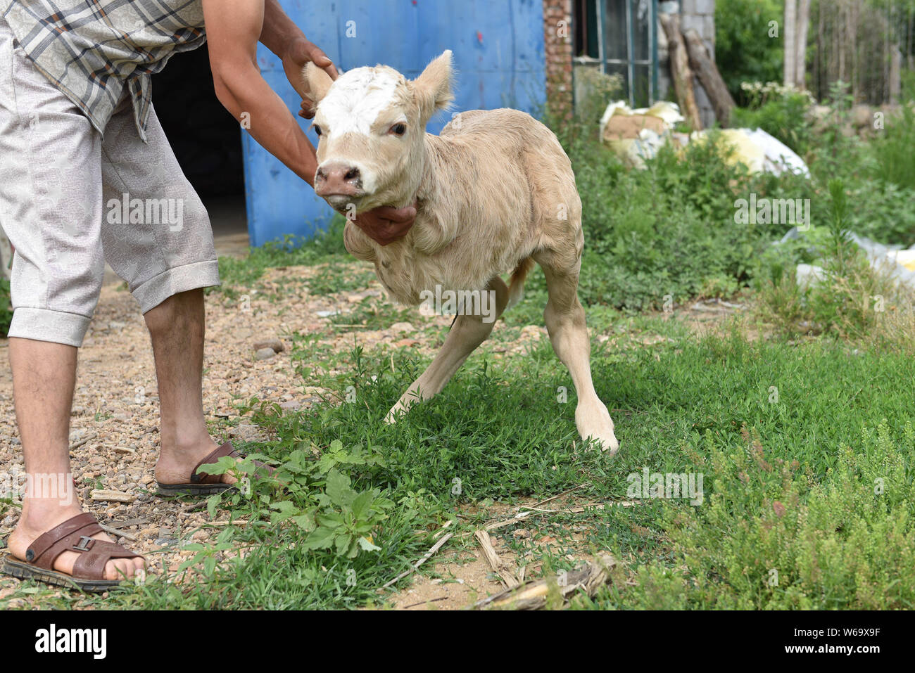 Wang shiyou hi-res stock photography and images - Alamy