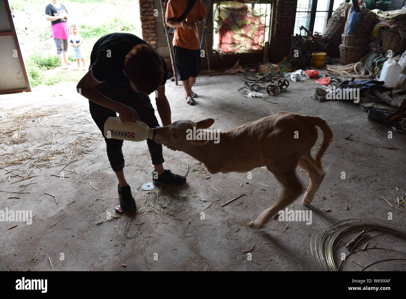 Chinese villager Wang Shiyou feeds a two-legged calf at a village in Ju ...