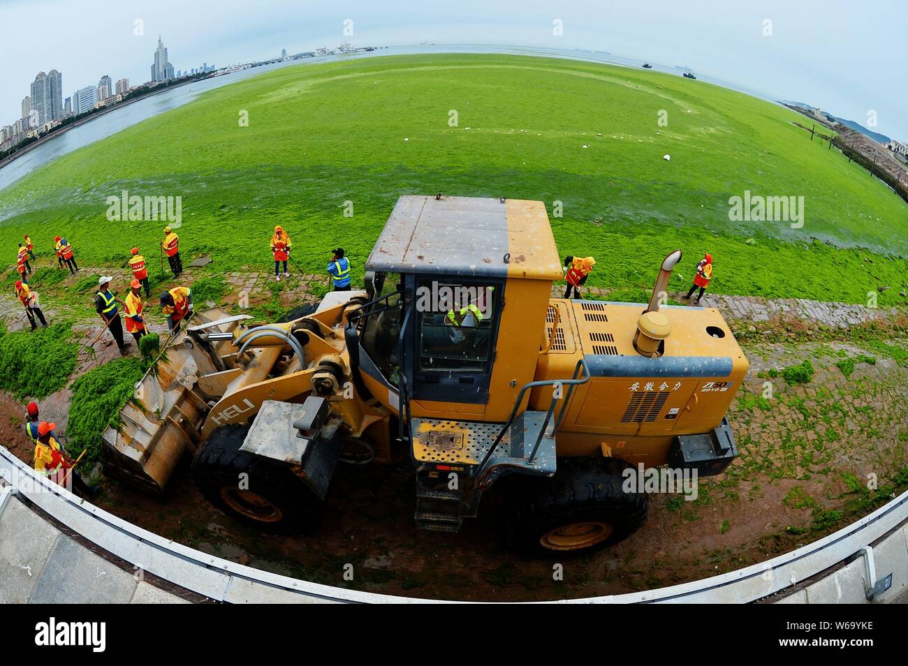 Chinese workers clear away enteromorpha, a type of algae, along the ...