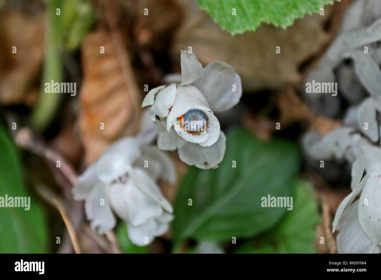 The rare breed moniker ghost plant or corpse plant , named Monotropa ...
