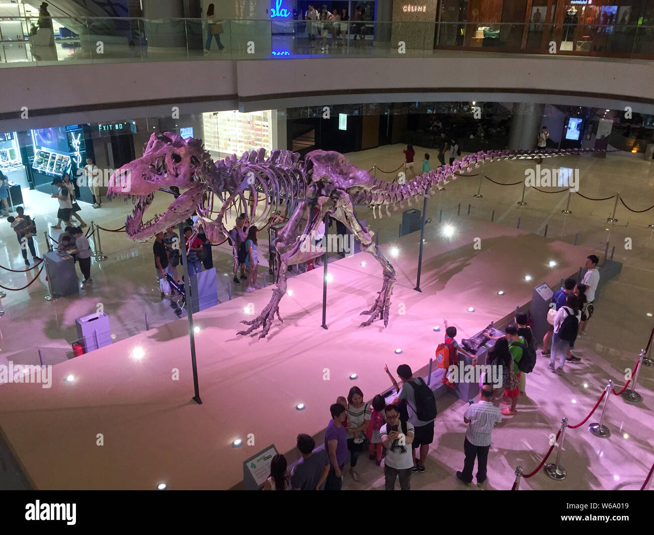 A real fossilized skeleton of a Tyrannosaurus Rex is on display during ...