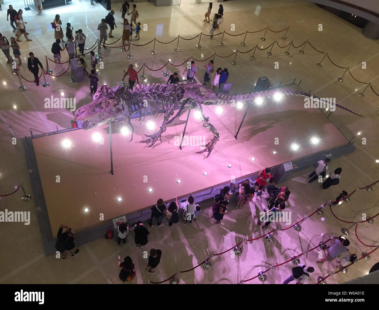 A real fossilized skeleton of a Tyrannosaurus Rex is on display during ...