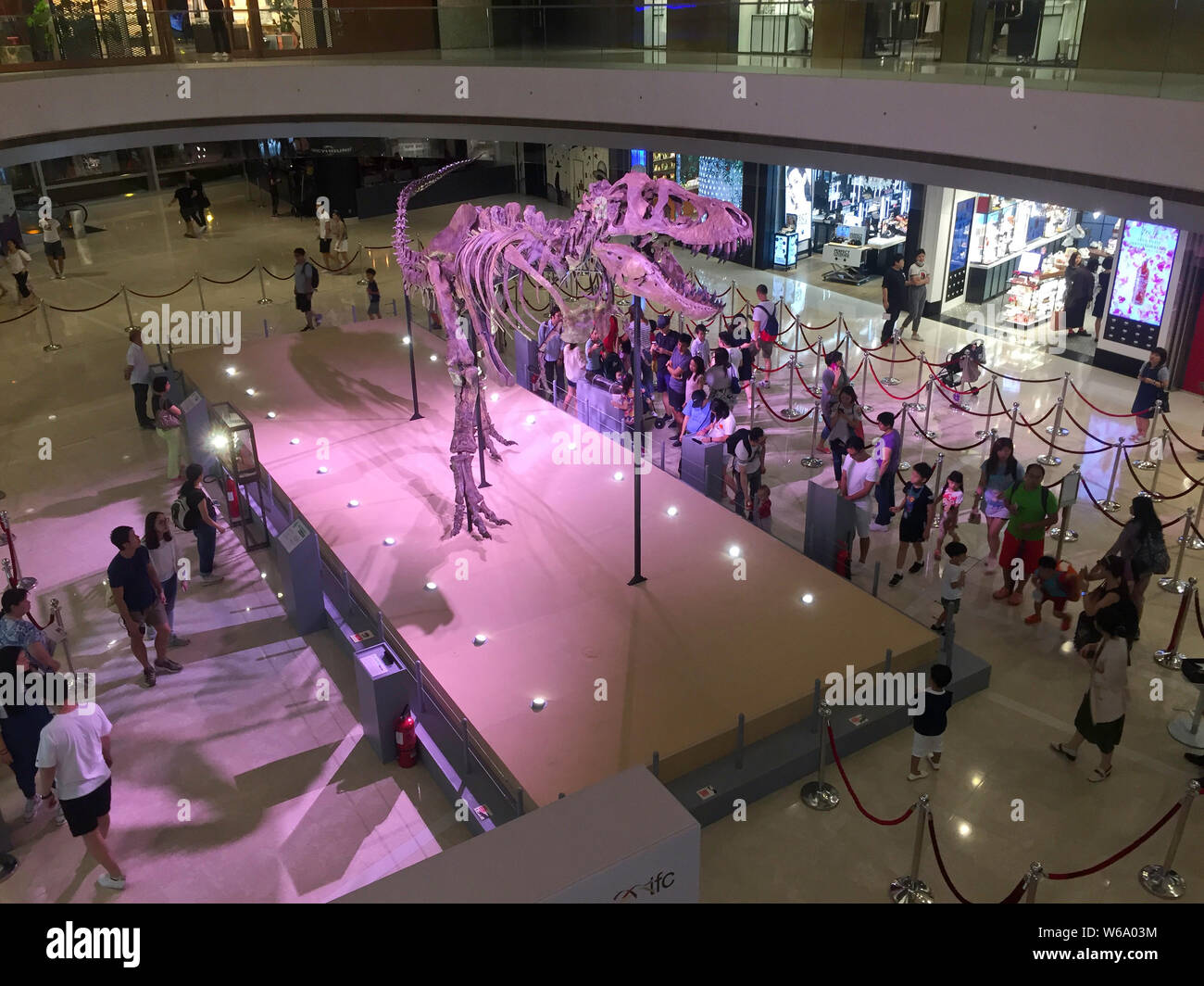A real fossilized skeleton of a Tyrannosaurus Rex is on display during ...