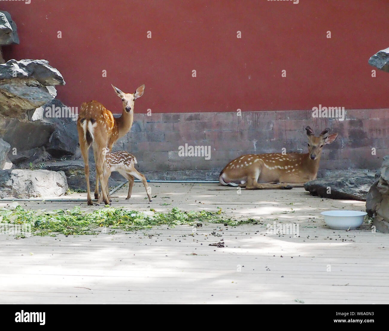 A female sika deer from Chengde Mountain resort interacts with its cub ...