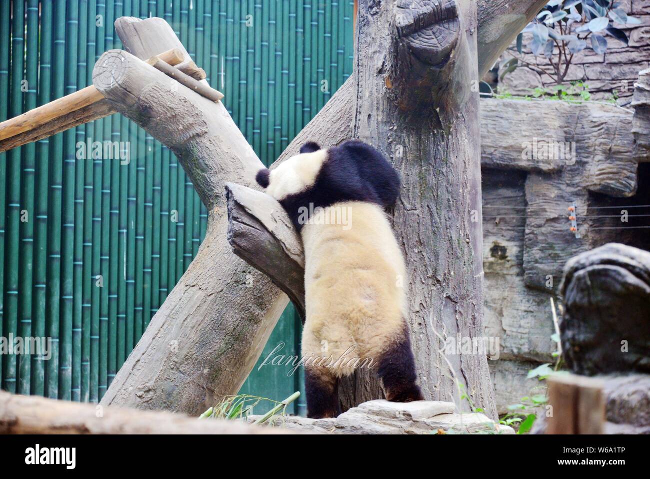 A view of the back of giant panda Dian Dian on a tree as it waits for ...
