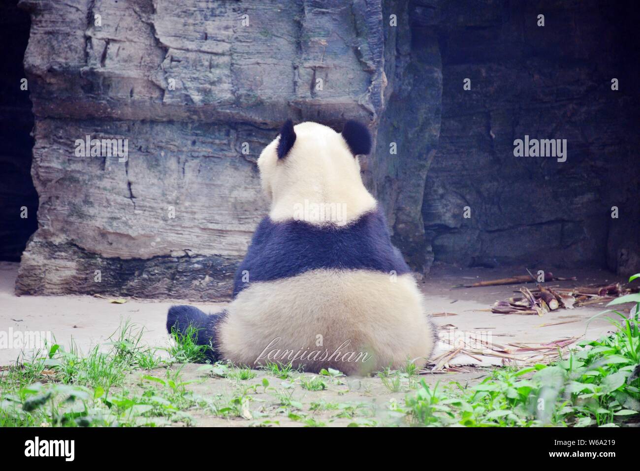 Panda Sitting Back