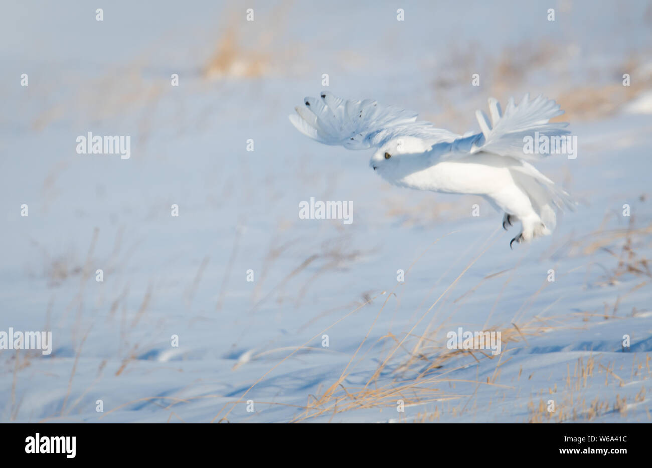 Alberta snowy owl hi-res stock photography and images - Alamy