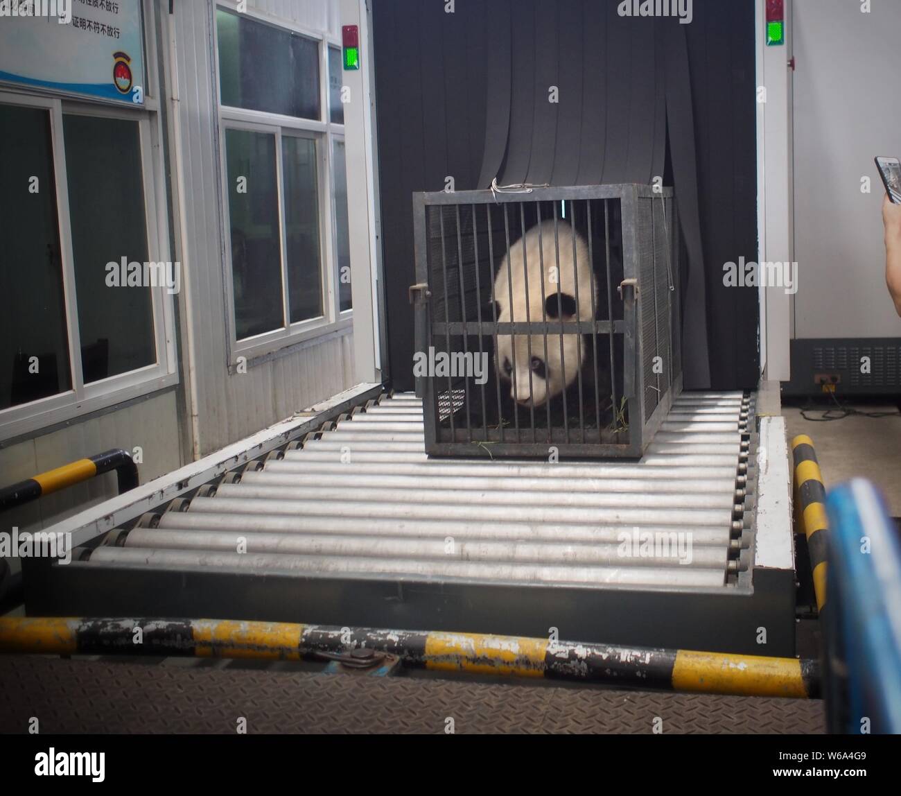 Giant panda Wei Wei, which was alleged abused by a zookeeper at Wuhan ...