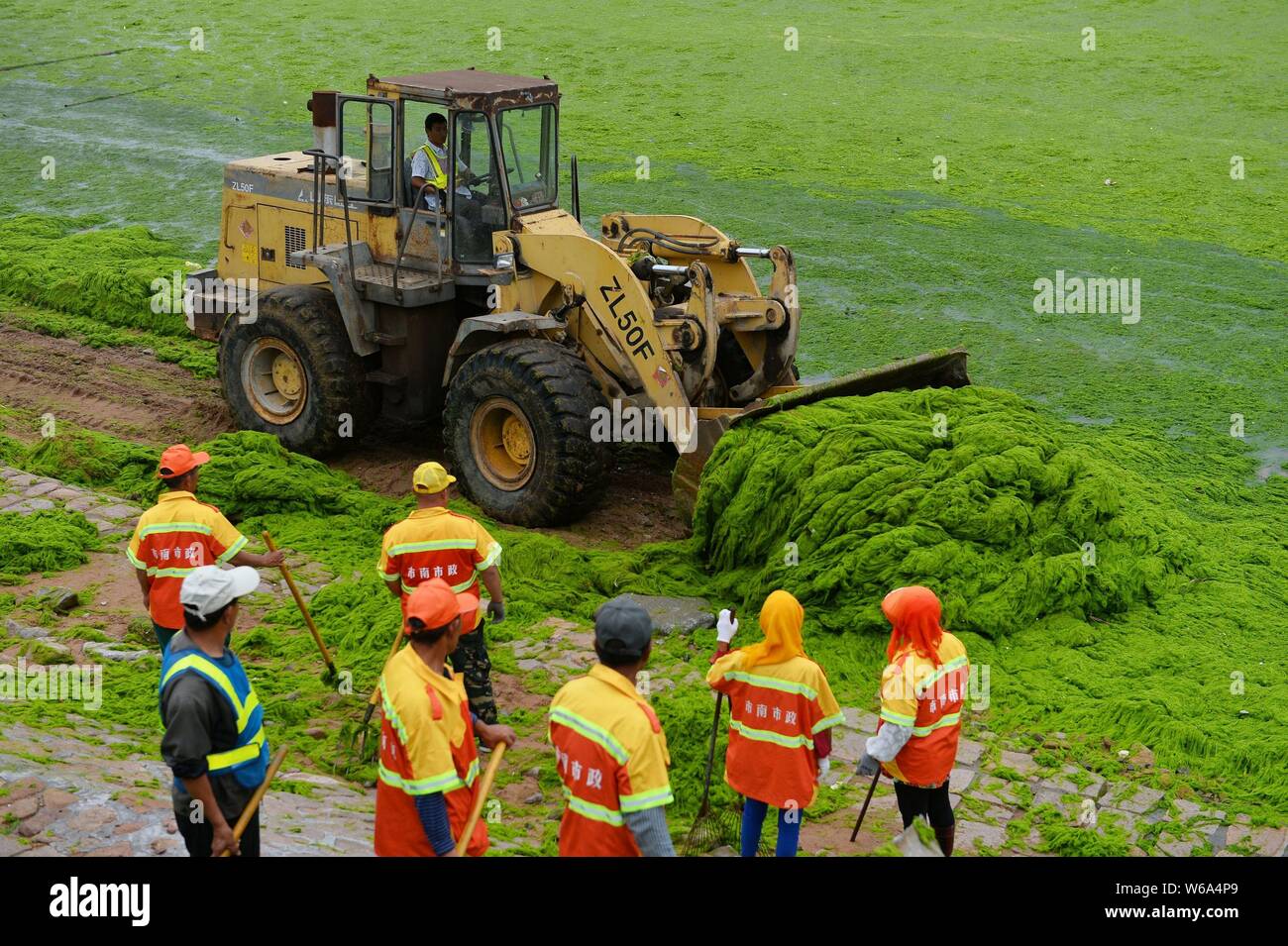 Chinese workers clear away enteromorpha, a type of algae, along the ...