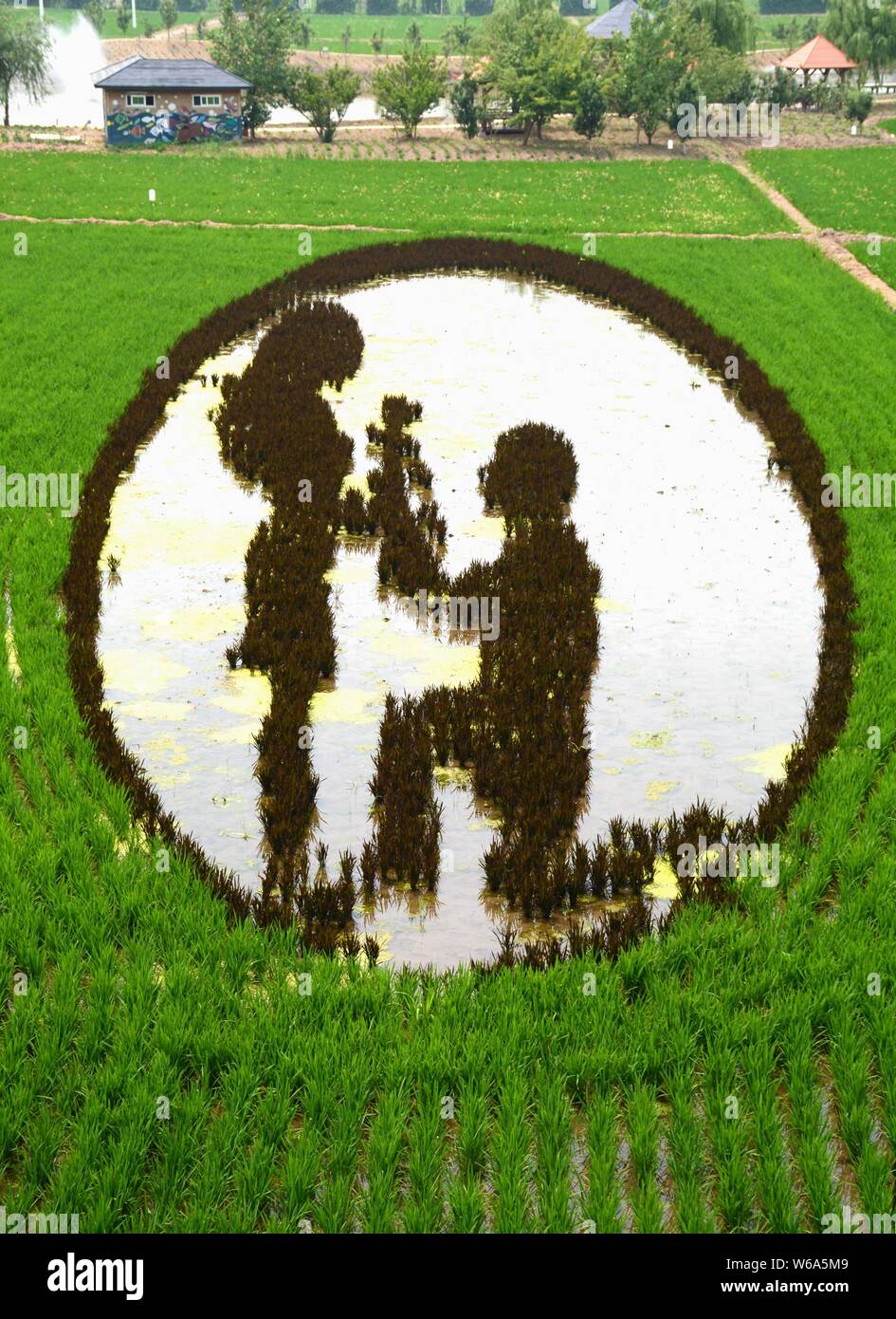 A 3D rice paddy painting of a painting is on display at paddy fields in ...