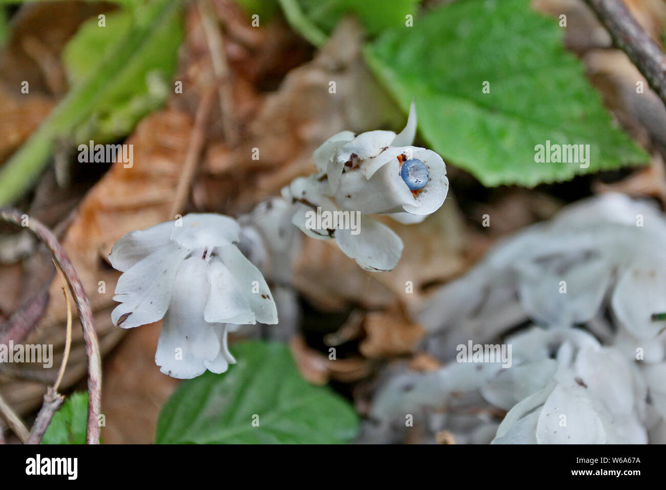 The rare breed moniker ghost plant or corpse plant , named Monotropa ...
