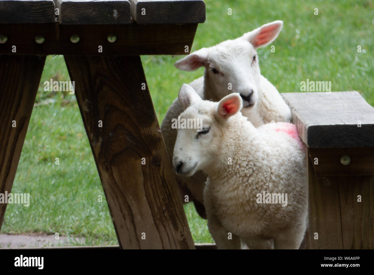 Welsh ram lambs hi-res stock photography and images - Alamy