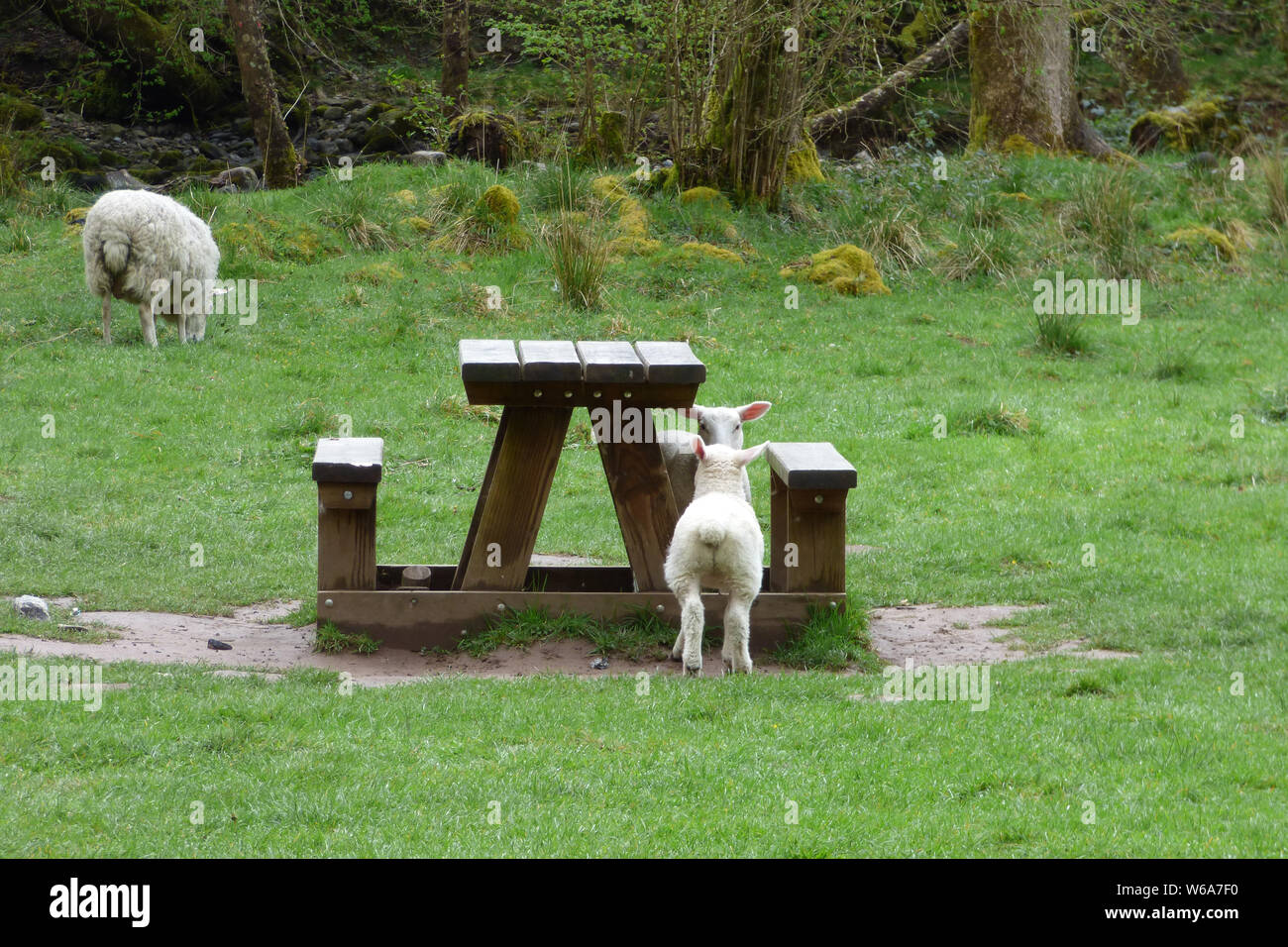 Frolicking lamb hi-res stock photography and images - Alamy