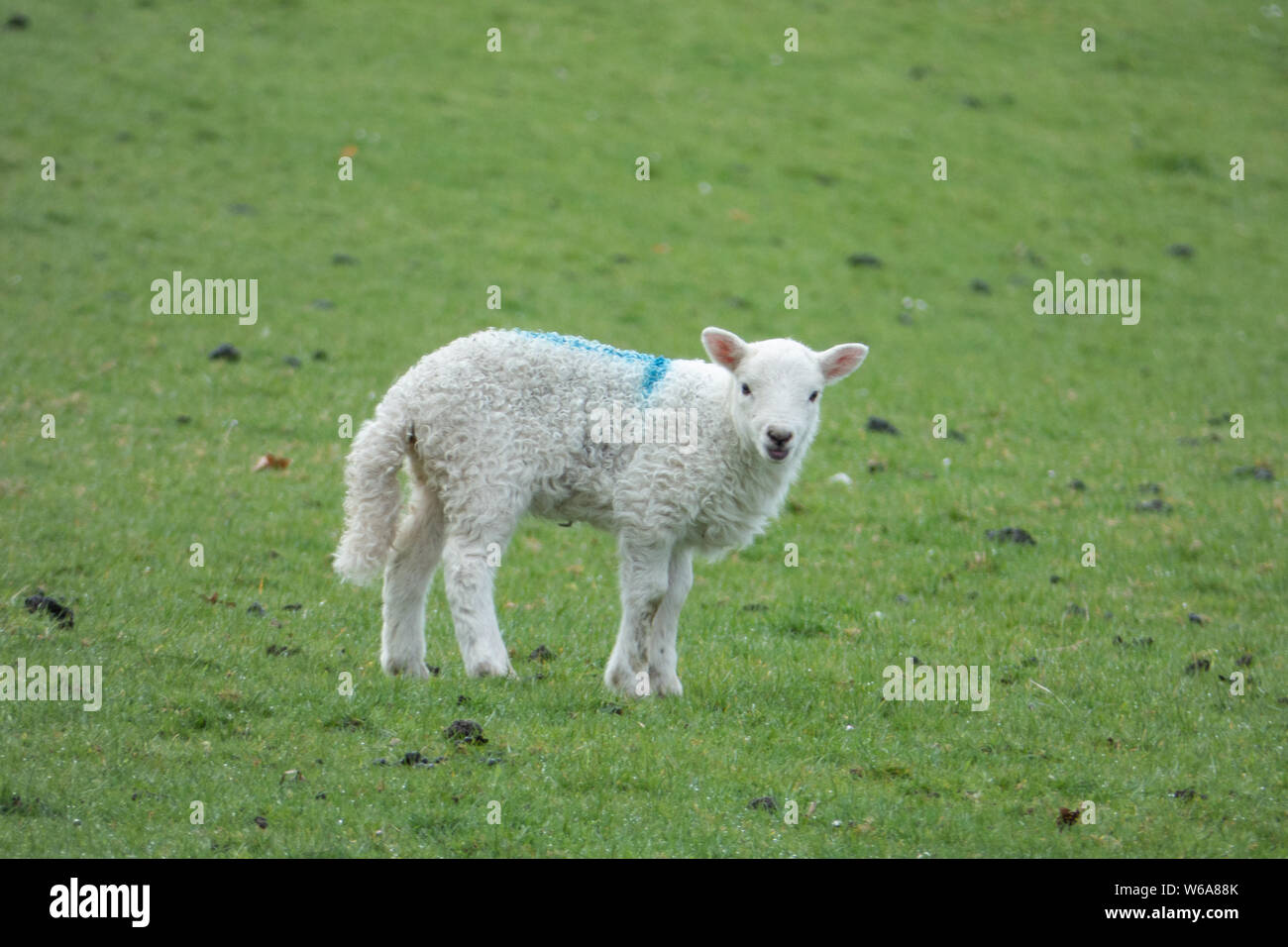 Spring lambs images hi-res stock photography and images - Alamy