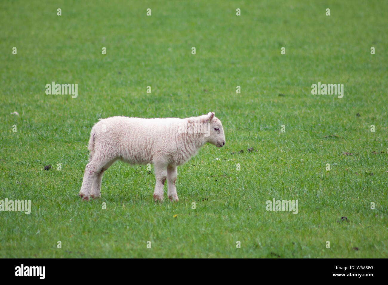 Welsh ram lambs hi-res stock photography and images - Alamy
