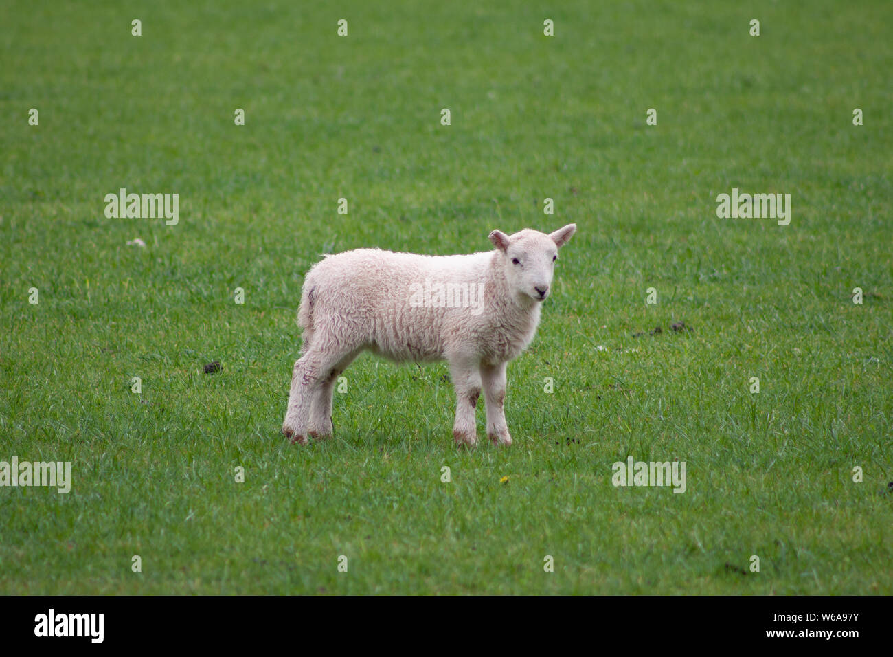 Welsh ram lambs hi-res stock photography and images - Alamy