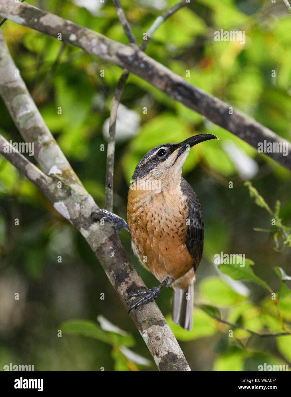 Vertical portrait of a female Victoria's Riflebird (Ptiloris victoriae ...