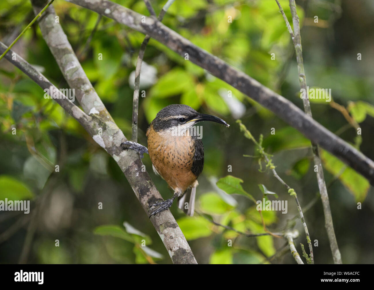 Portrait of a female Victoria's Riflebird (Ptiloris victoriae) on a ...