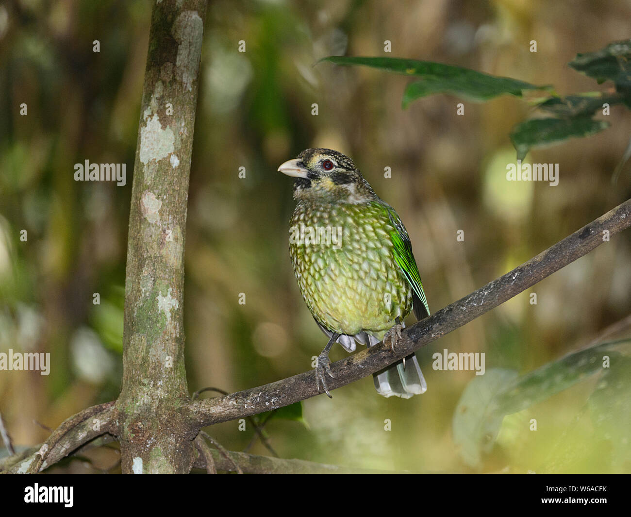Front view of a Spotted Catbird (Ailuroedus melanotis), on a perch in ...