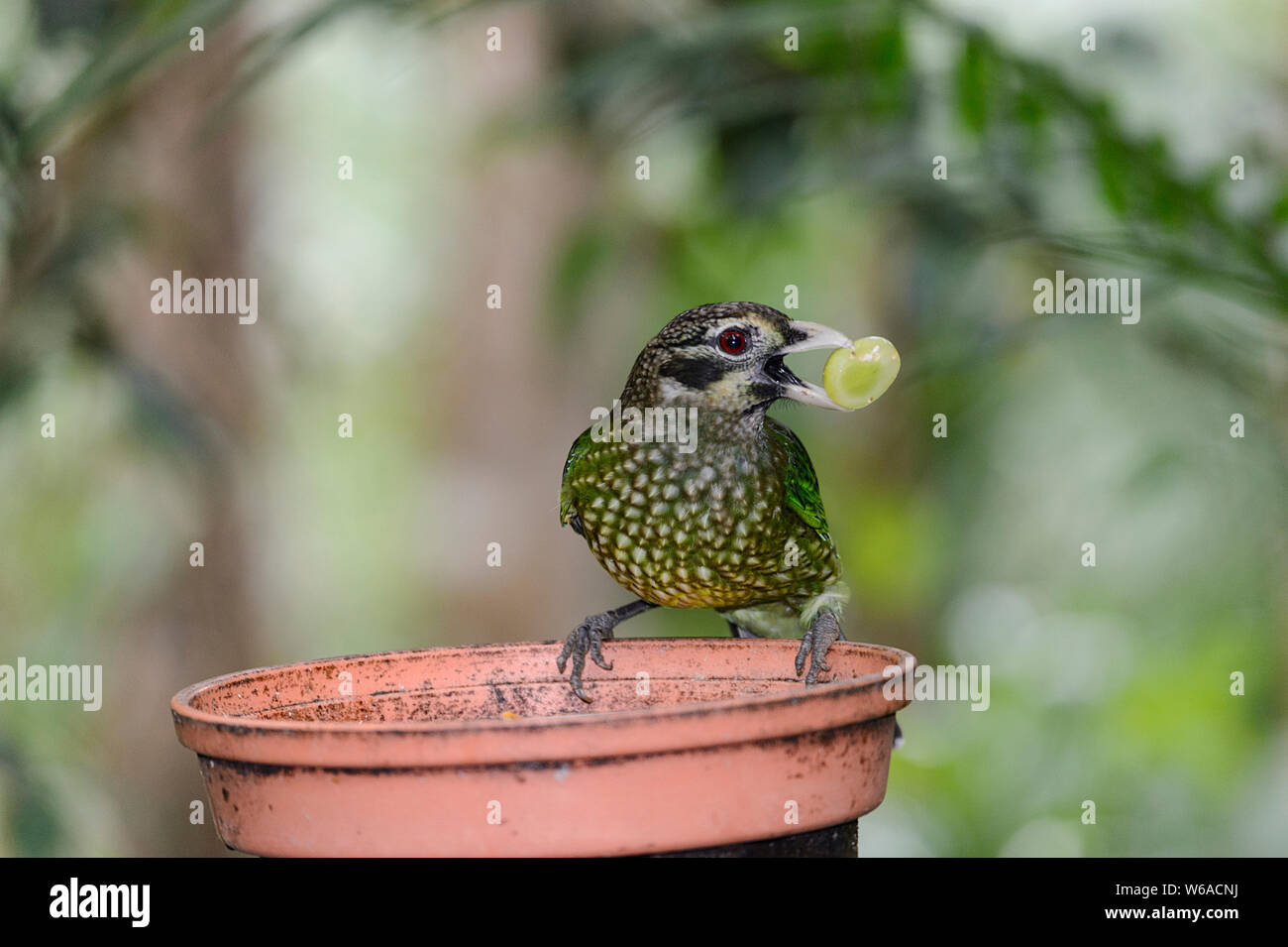 Spotted Catbird (Ailuroedus melanotis) with food in beak at a bird ...