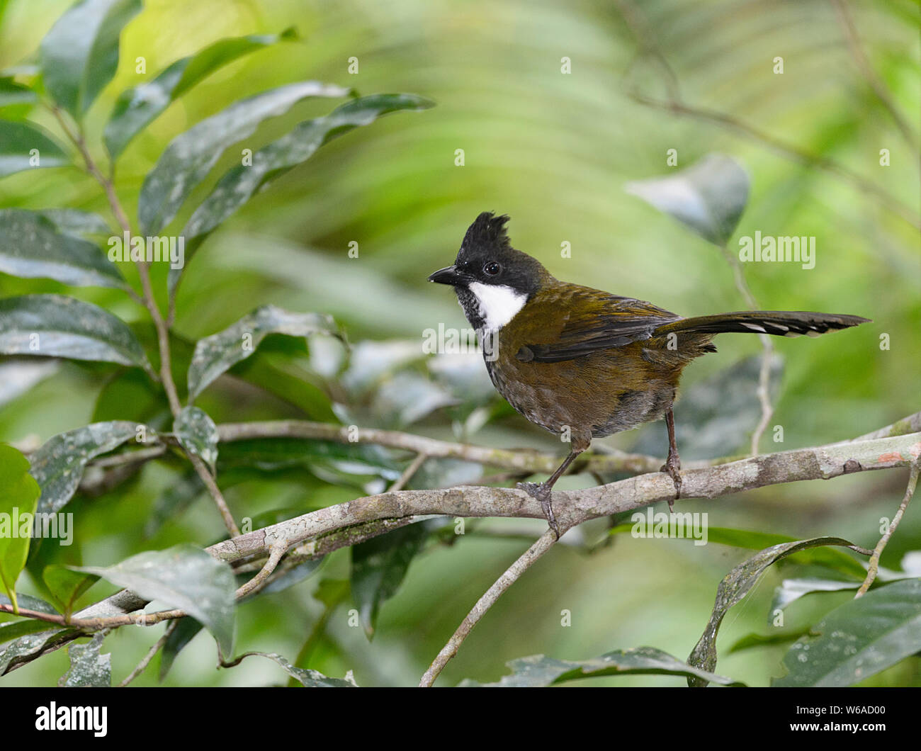 Tableland animals hi-res stock photography and images - Alamy
