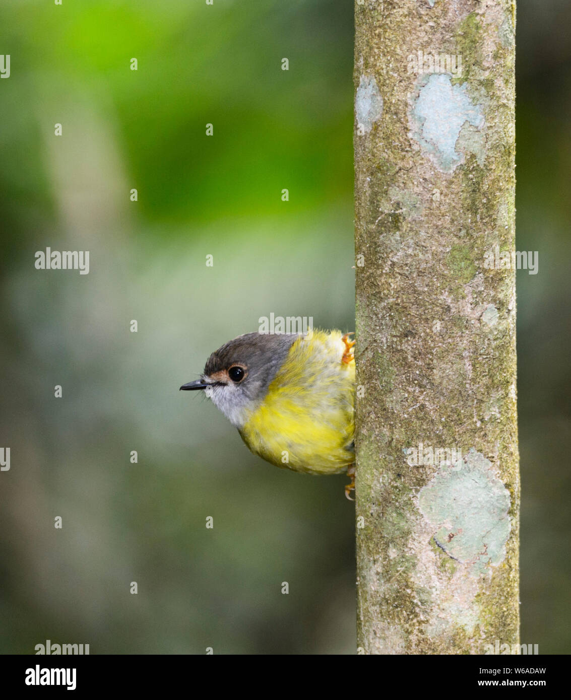 Wet robin bird hi-res stock photography and images - Alamy