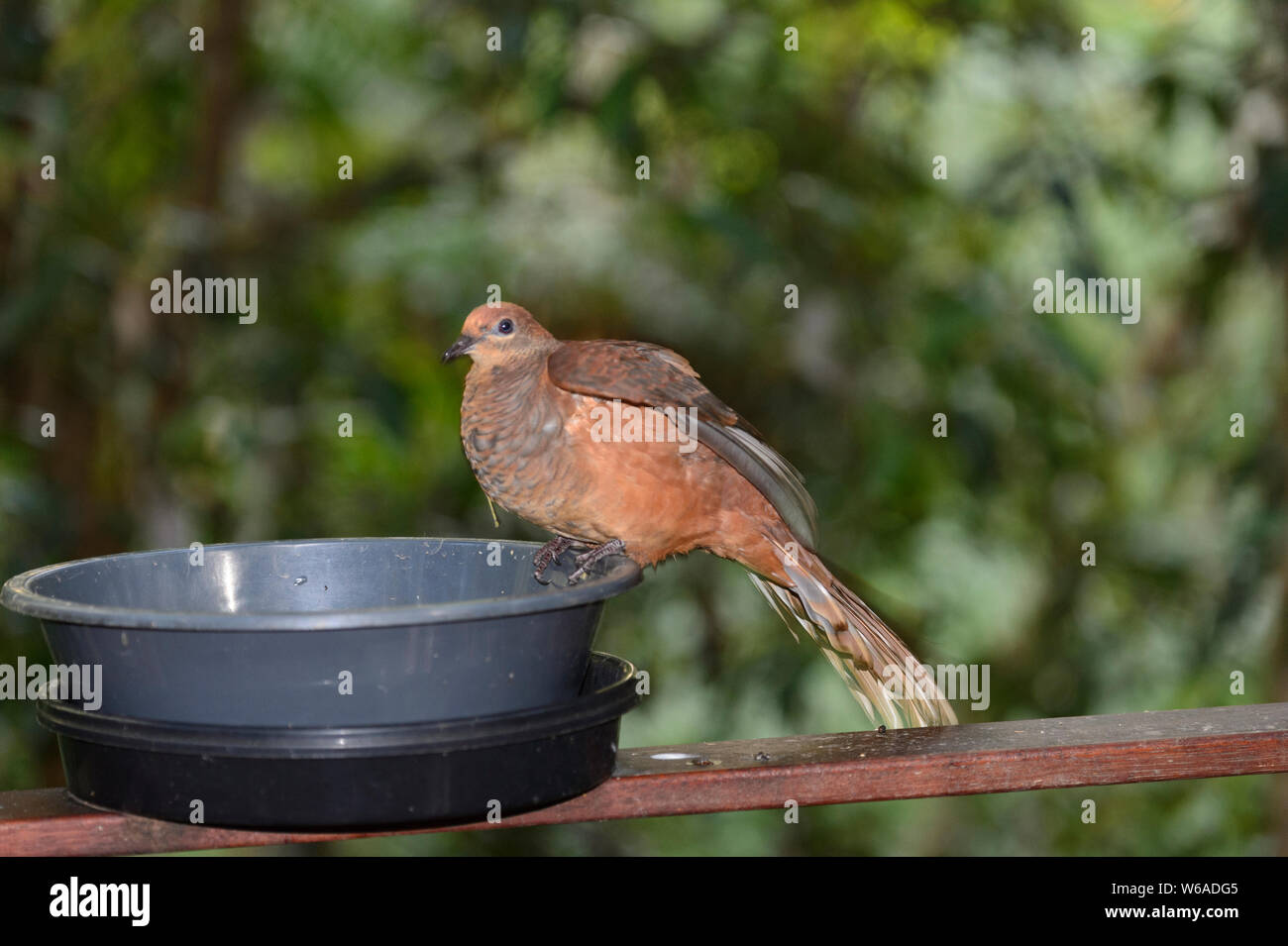 Tableland animals hi-res stock photography and images - Alamy