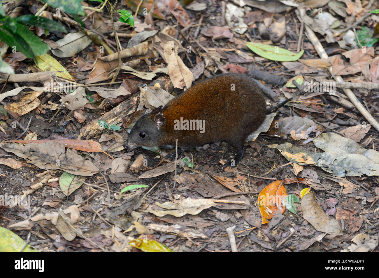 Tropical rodent hi-res stock photography and images - Alamy