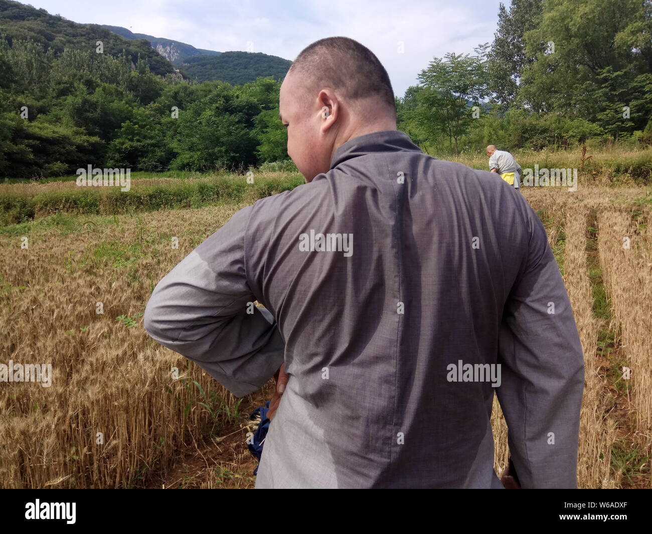 A monk of Shaolin Temple harvests wheat as a form to practice Zen at a ...