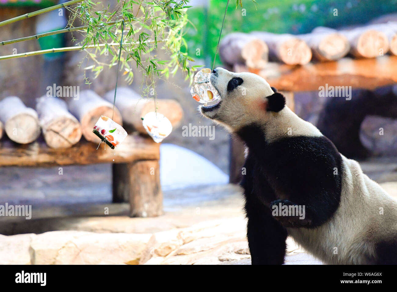 Panda pop hi-res stock photography and images - Alamy