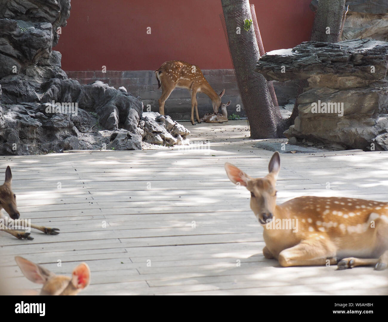 A female sika deer from Chengde Mountain resort interacts with its cub ...
