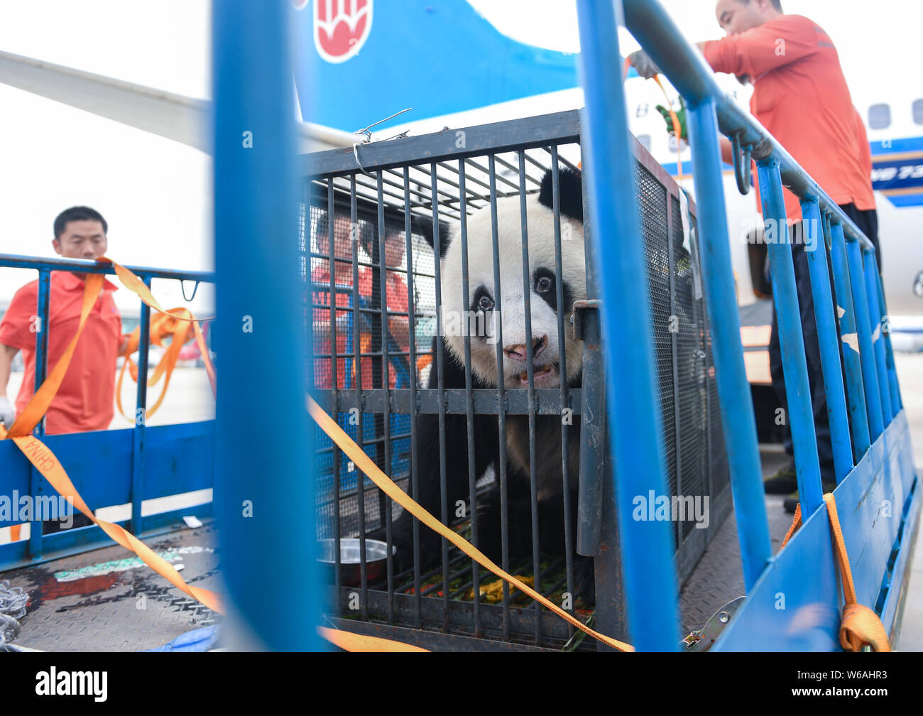 Giant panda Wei Wei, which was alleged abused by a zookeeper at Wuhan ...