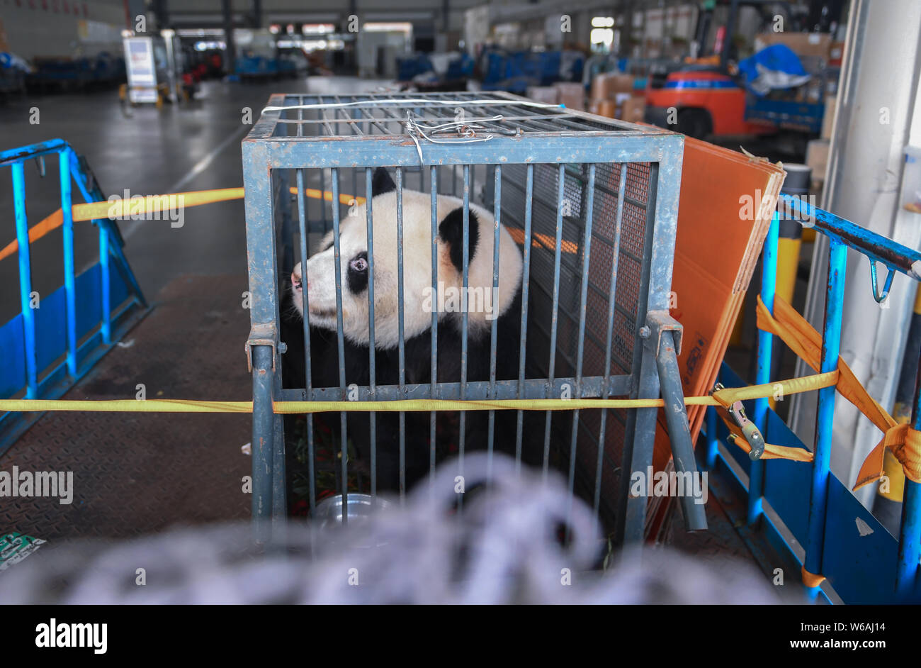 Giant panda Wei Wei, which was alleged abused by a zookeeper at Wuhan ...