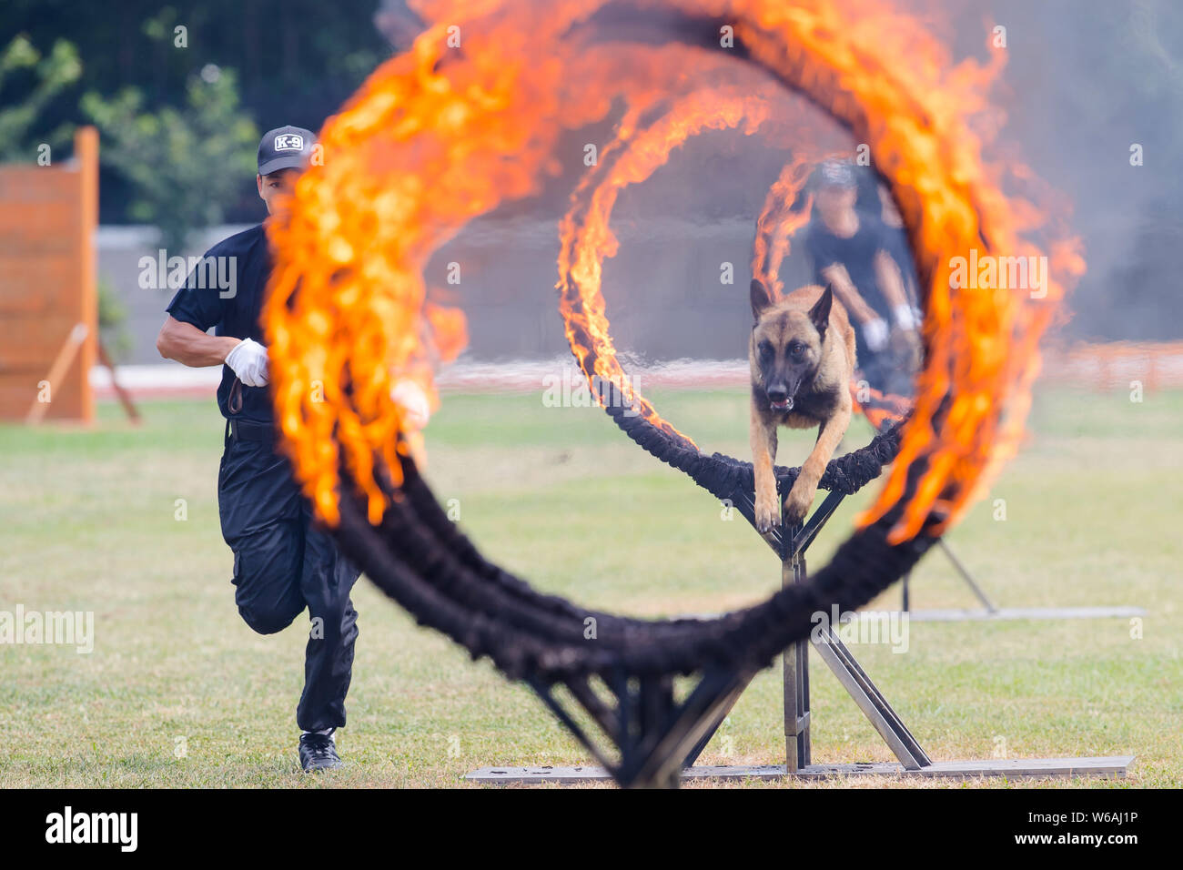 A sniffer dog jumps through fire loops under the instruction of a ...