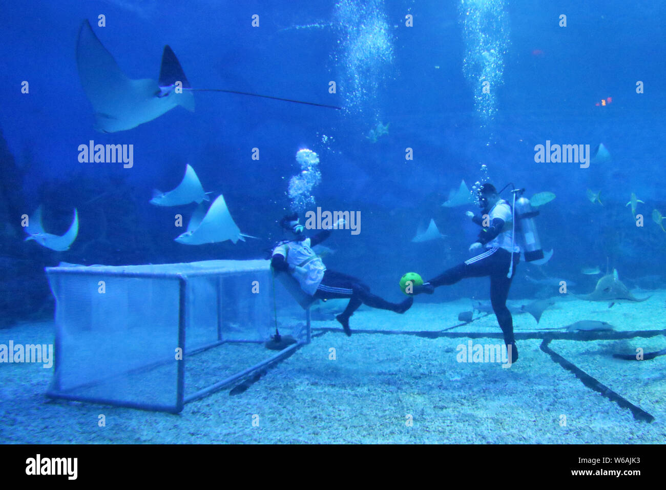 Chinese divers play football among sea animals during an underwater ...