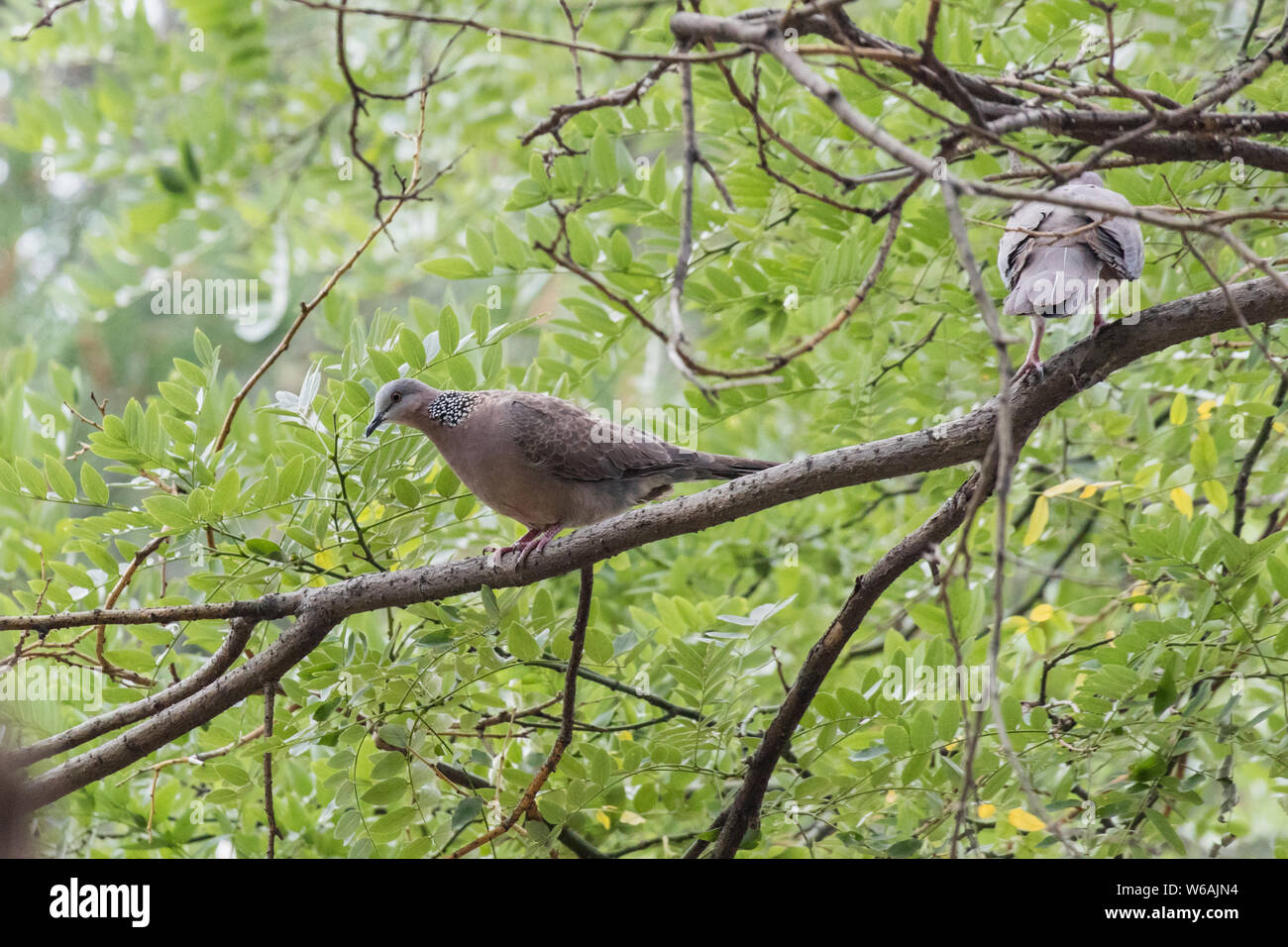 Dove tree hi-res stock photography and images - Alamy