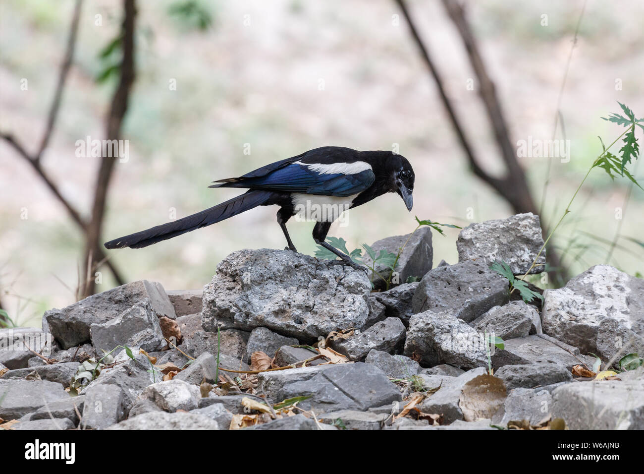 Black-billed Magpie perched on a tree branch at Beijing, China Stock ...