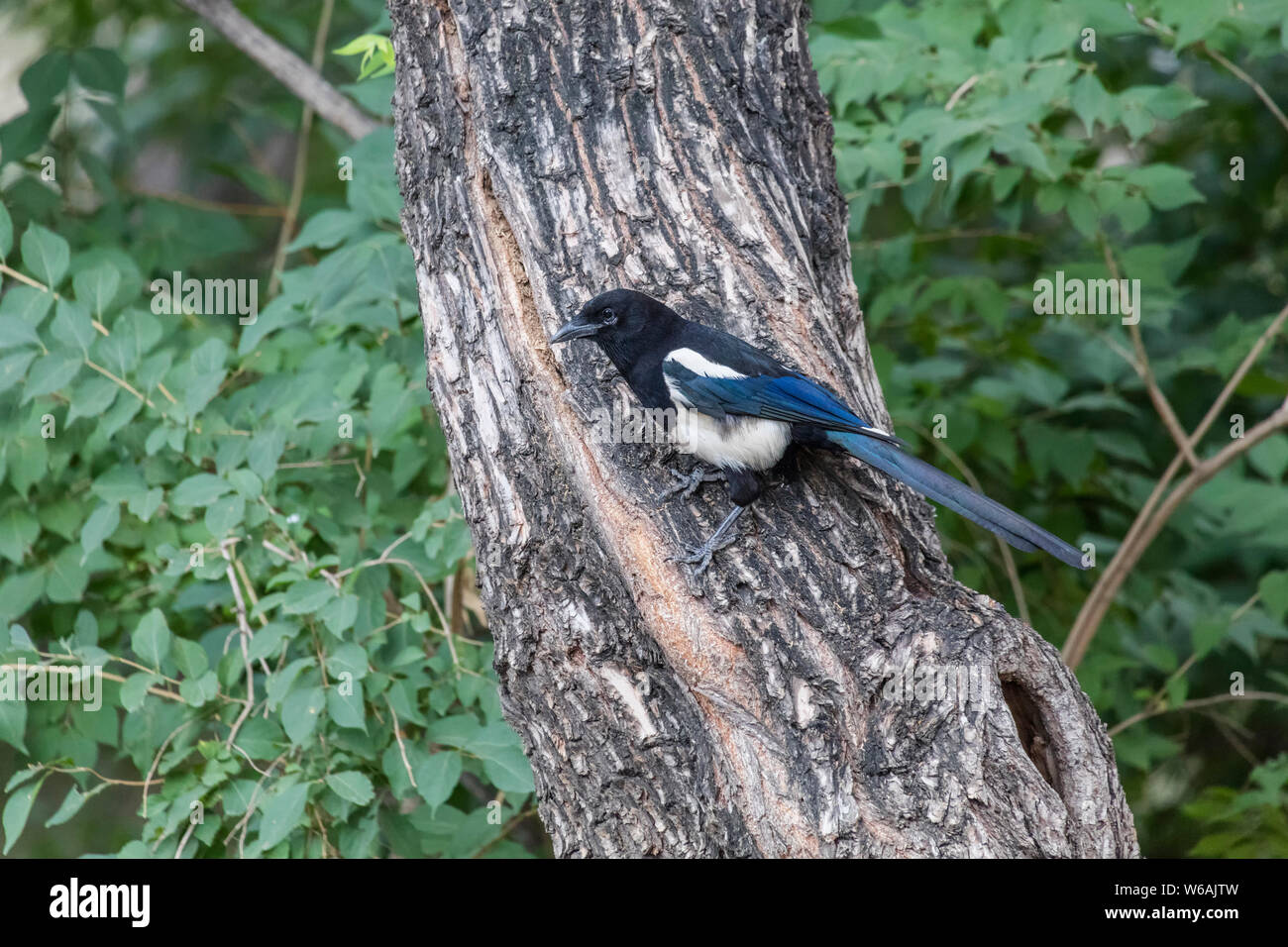 Black magpie asia hi-res stock photography and images - Alamy