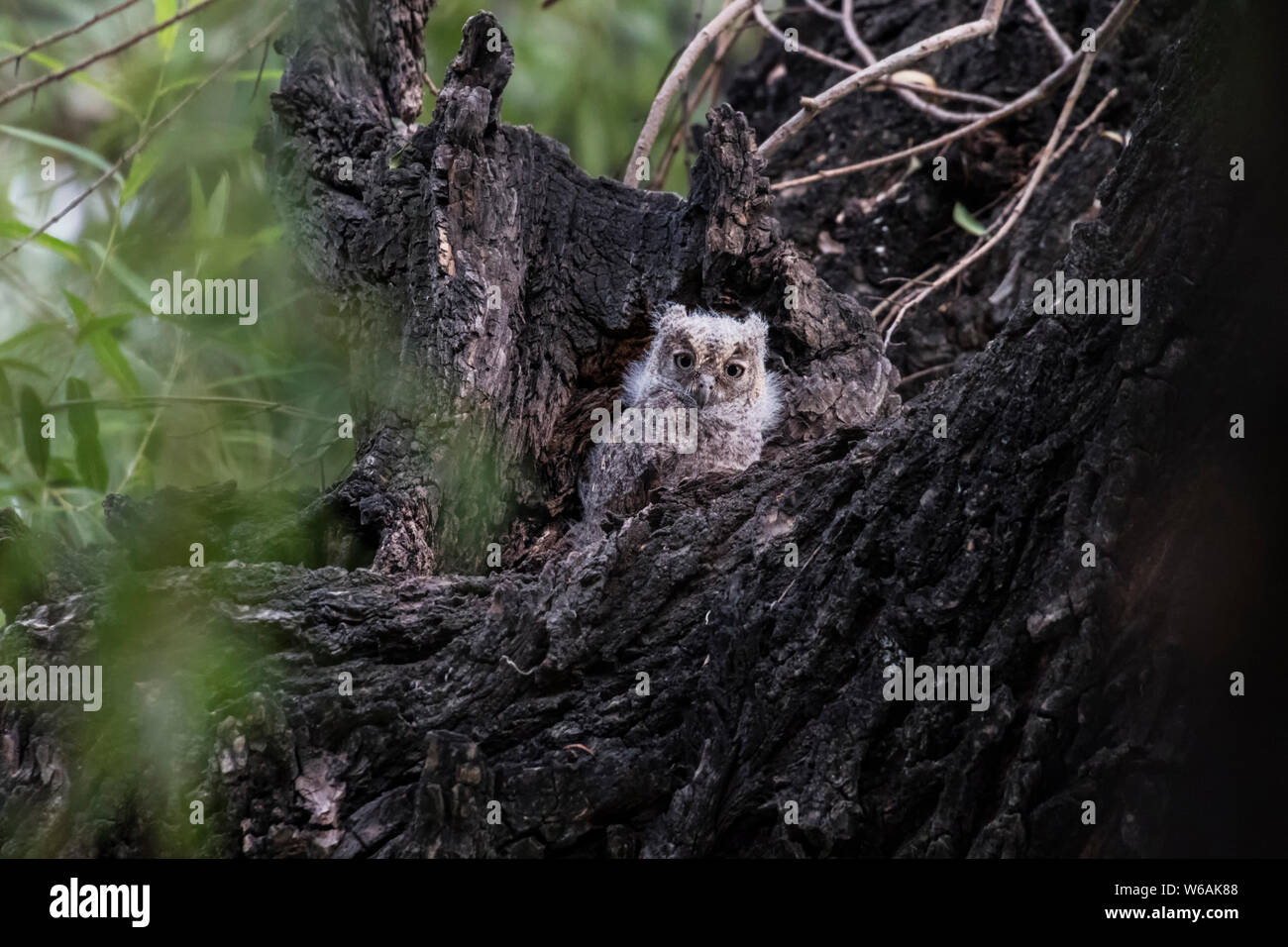 Oriental Scops Owl (Otus sunia) ,owlet, at Beijing, China Stock Photo ...