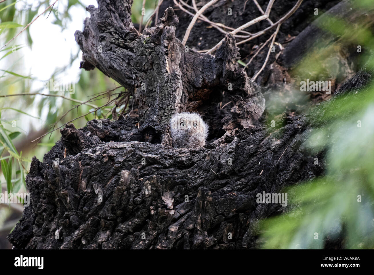 Oriental Scops Owl (Otus sunia) , owlet, at Beijing, China Stock Photo ...