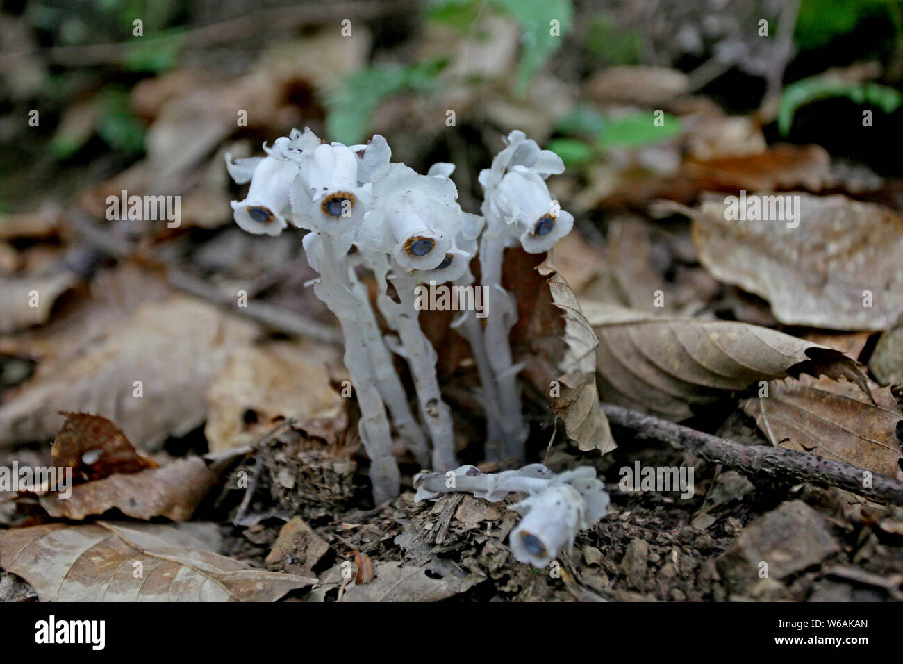 The rare breed moniker ghost plant or corpse plant , named Monotropa ...