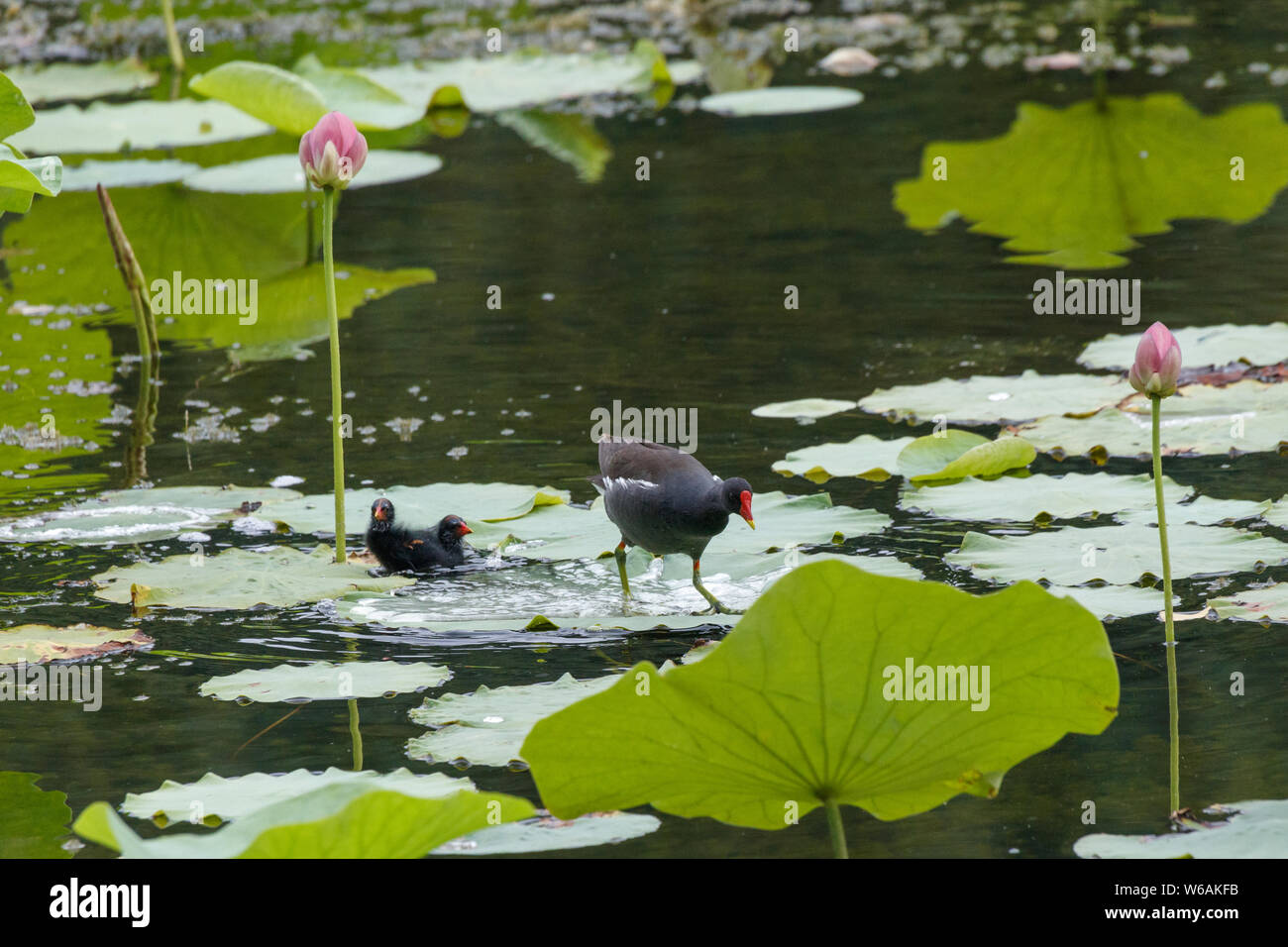 Common Moorhen with chick at a wetland, Beijing, China Stock Photo - Alamy