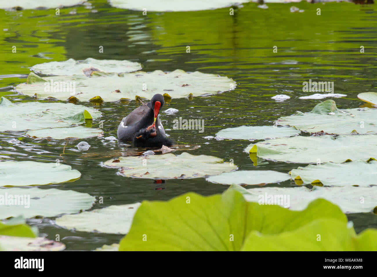 Common Moorhen with chick at a wetland, Beijing, China Stock Photo - Alamy